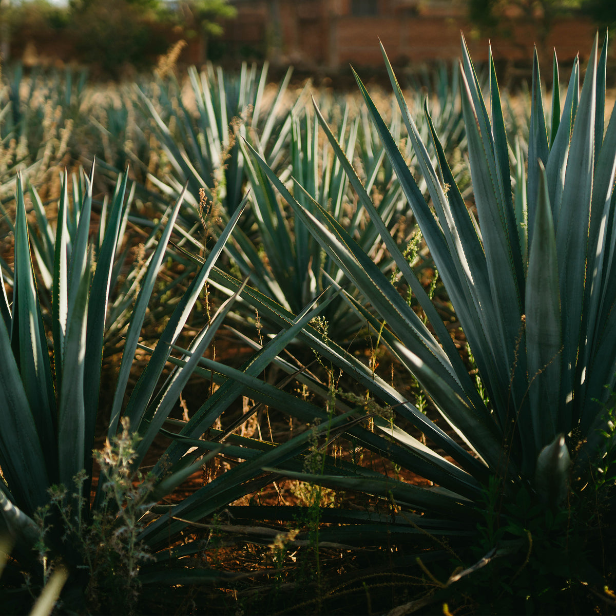 Delicious prebiotic beverages made with organic, hand harvested agave ...
